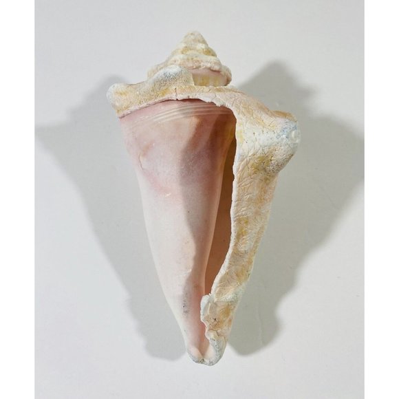 Accents | Conch Sea Shell Seashell White Pink Aquarium Beach Decor ...